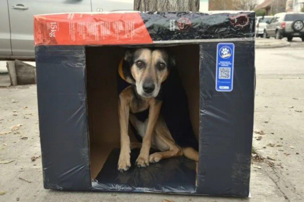 Cada 28 de mayo se celebra el Día del Perro sin Raza: ¿Por qué adoptar ...