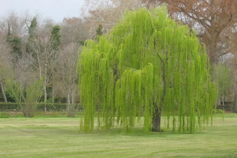 El municipio colaborará con la restauración del sauce criollo, especie ...