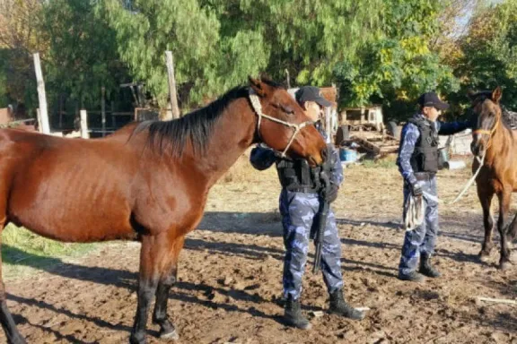 Alfavirus. Encefalomielitis equina: ya se detectaron en 7 provincias ...