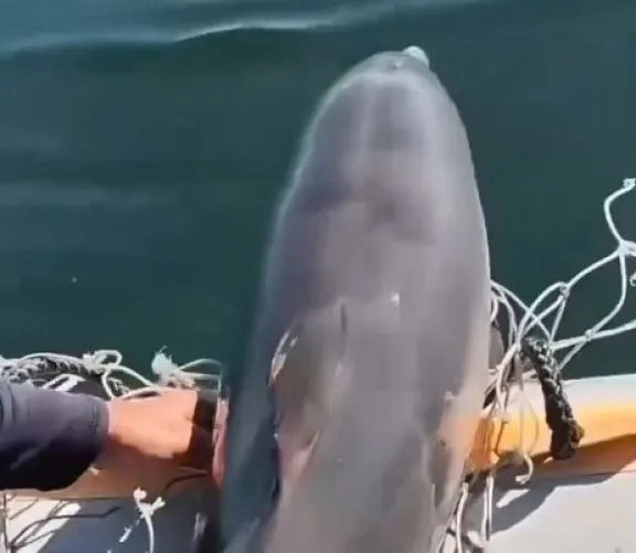 ¡Un acto de amistad extraordinario! Delfín regala un pez al hombre que ...