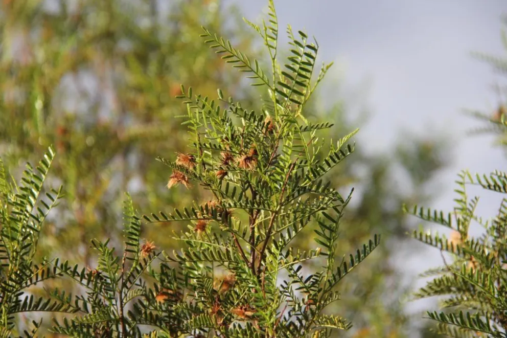 La jarilla se convierte en un súper alimento con beneficios para la ...
