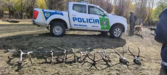 Secuestran 48 armas y más de 50 cabezas de ciervo en un operativo por ...