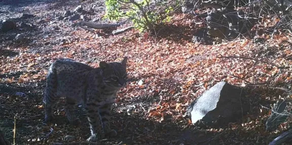 Vieron a un gato montés, un zorro colorado y un zorrino en el Área ...