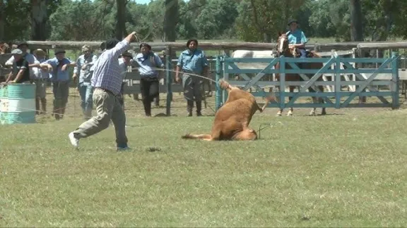 Picún Leufú será sede de la Pialada de Terneros en la Fiesta del ...